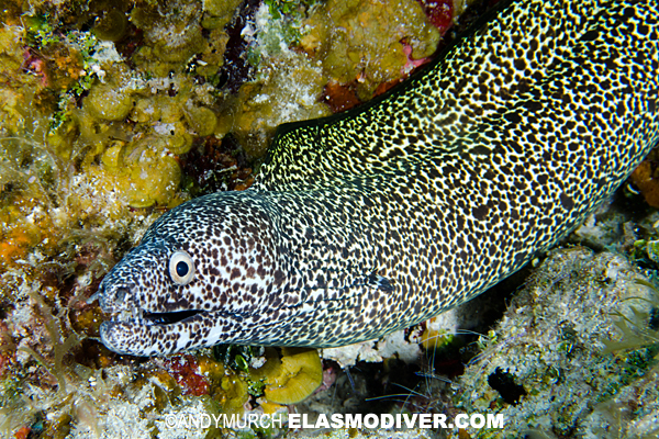 Spotted Moray Eel Pictures - images of Gymnothorax moringa